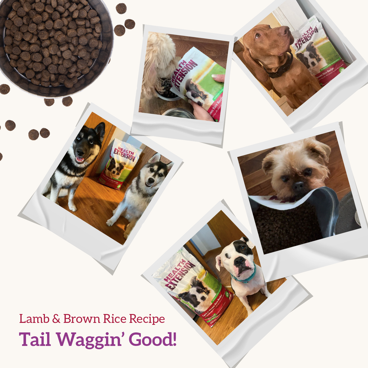Health Extension Lamb & Brown Rice Recipe Dry Dog Food